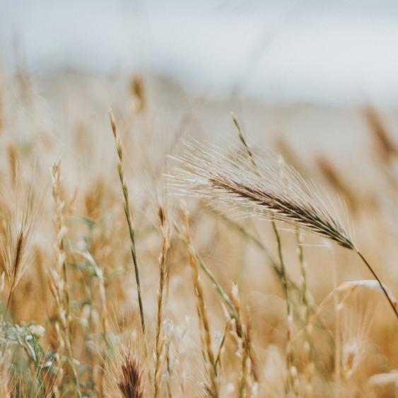 The emotions we can cultivate to help us de-stress – Dr Libby