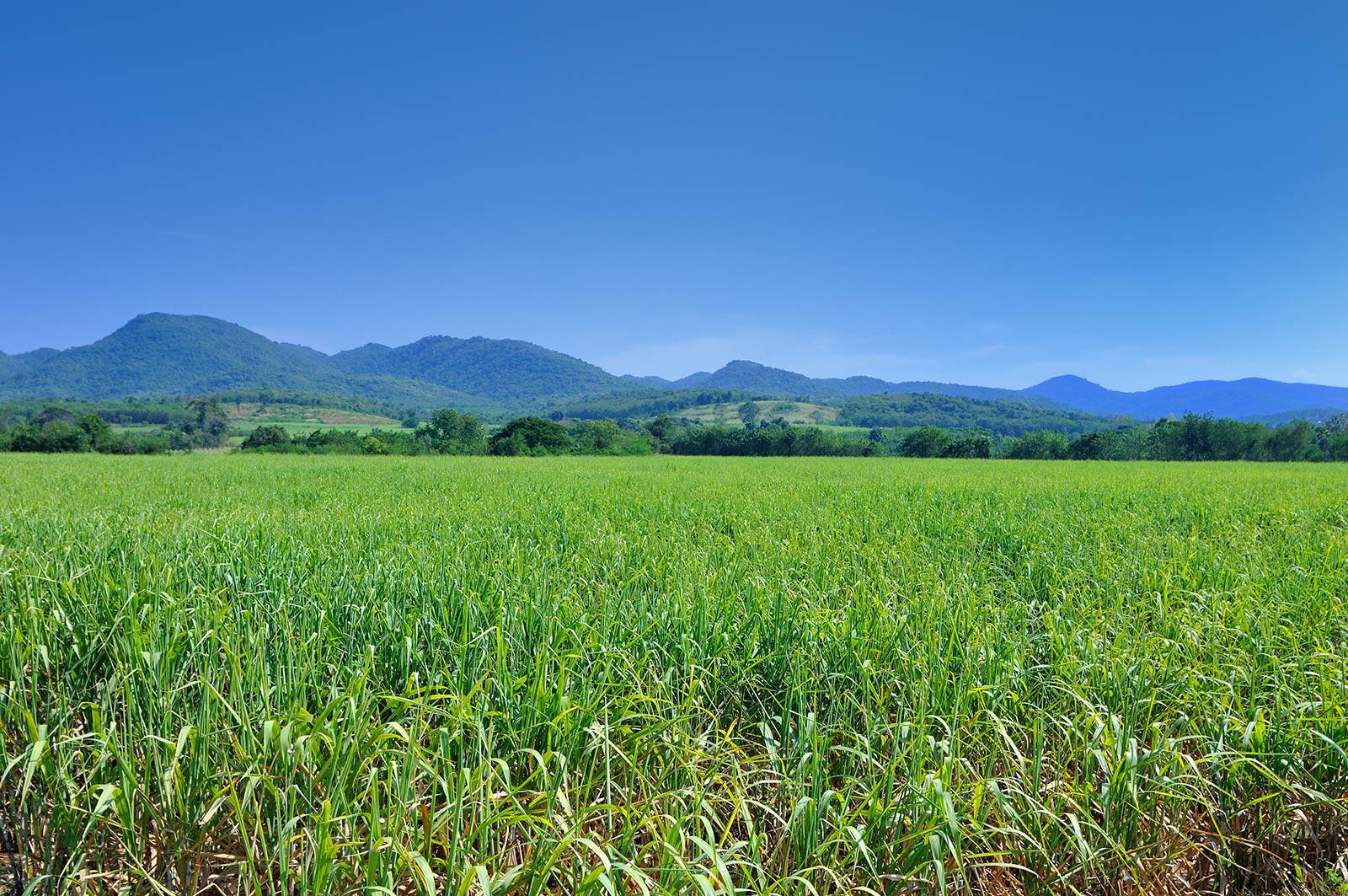 3 tips to help you cut the sugar and resolve sugar cravings – Dr Libby