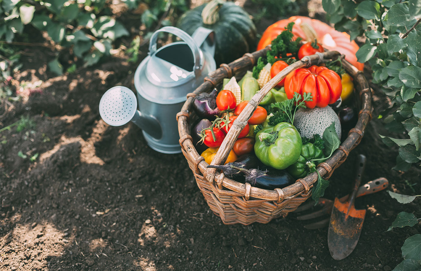 Digging deep into nutrition – Dr Libby